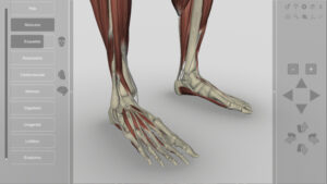 Introdução à Anatomia Humana 3D - Biosphera