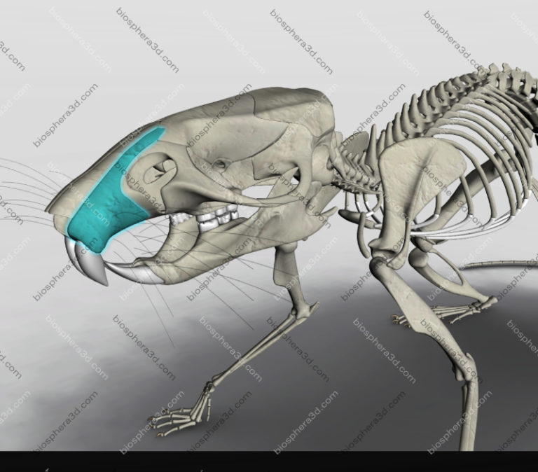 Galeria de imagens: Software Anatomia do Rato 3D - Biosphera