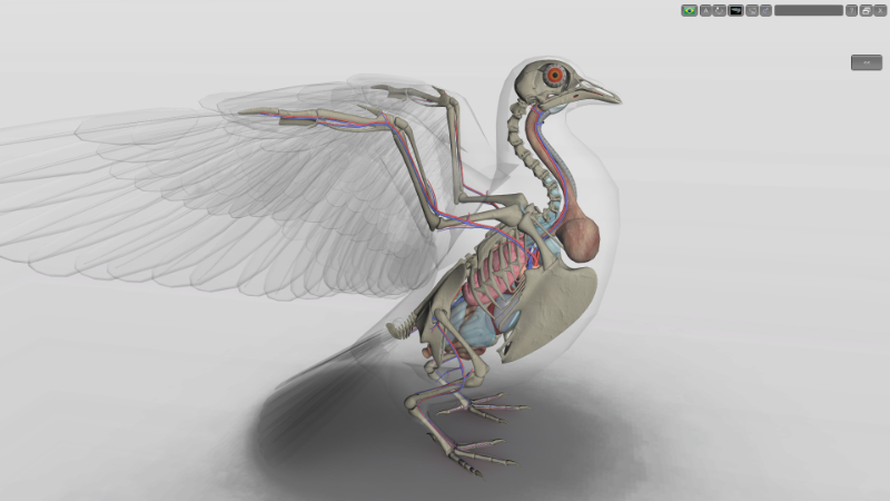 Anatomia das Aves 3D - Biosphera