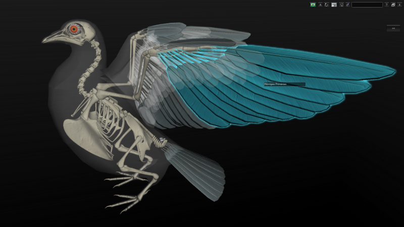 Anatomia das Aves 3D - Biosphera