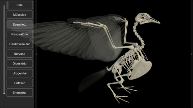 Anatomia das Aves 3D - Biosphera