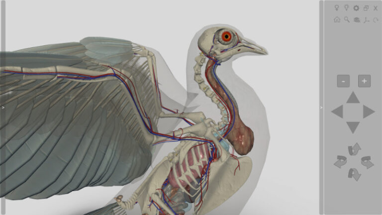 Anatomia das Aves 3D - Biosphera