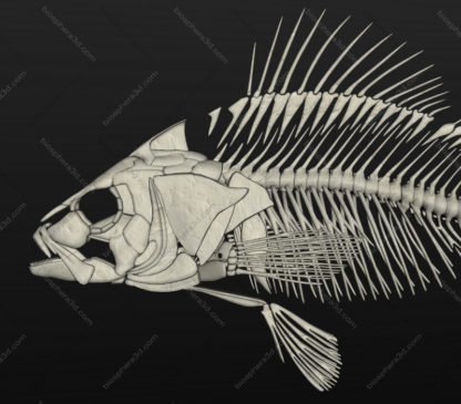 Galeria de imagens: Software Anatomia dos Peixes 3D - Biosphera