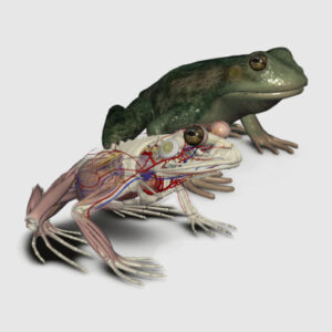 Anatomia do Sapo 3D - Biosphera
