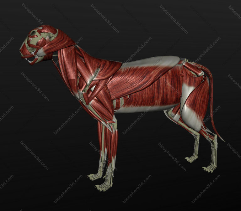 Galeria de imagens: Software Anatomia do Gato 3D - Biosphera