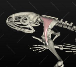 Galeria de imagens: Software Anatomia do Sapo 3D - Biosphera