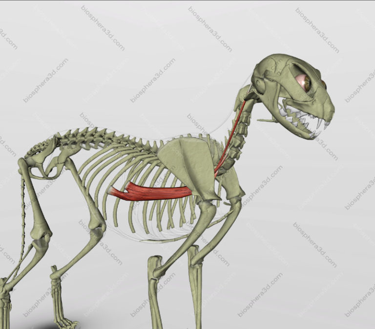 Galeria de imagens: Software Anatomia do Gato 3D - Biosphera