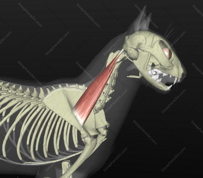 Galeria de imagens: Software Anatomia do Gato 3D - Biosphera