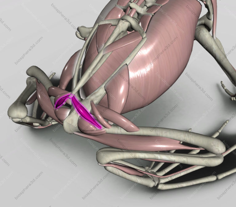 Galeria de imagens: Software Anatomia do Sapo 3D - Biosphera