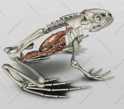 Galeria de imagens: Software Anatomia do Sapo 3D - Biosphera