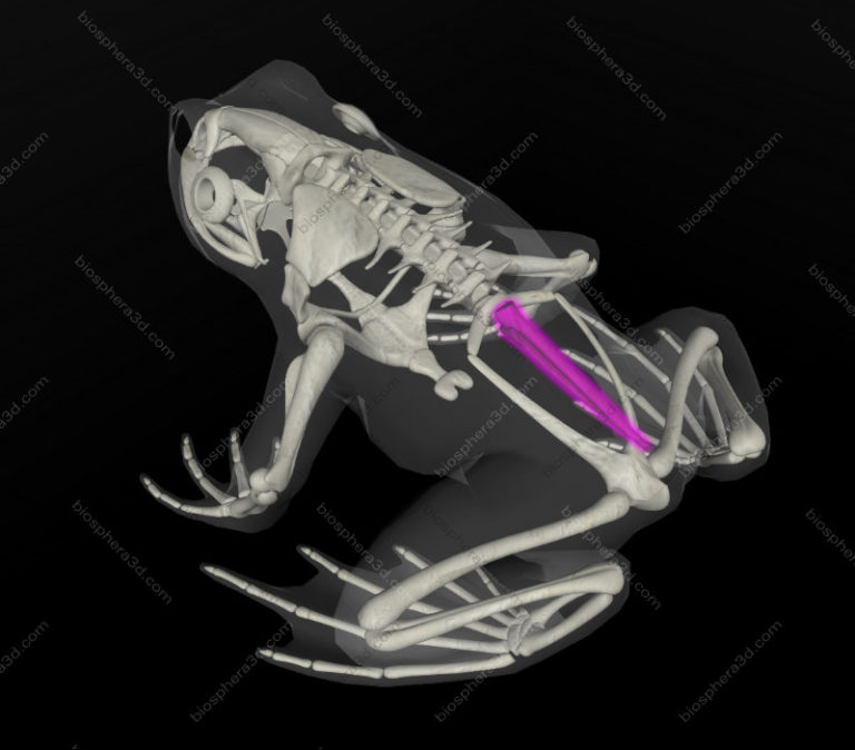 Galeria de imagens: Software Anatomia do Sapo 3D - Biosphera