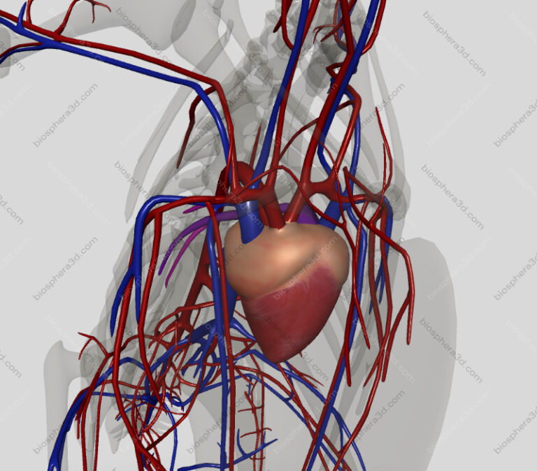 Galeria de imagens: Software Anatomia das Aves 3D - Biosphera