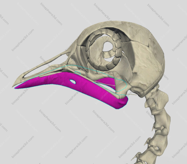 Galeria de imagens: Software Anatomia das Aves 3D - Biosphera