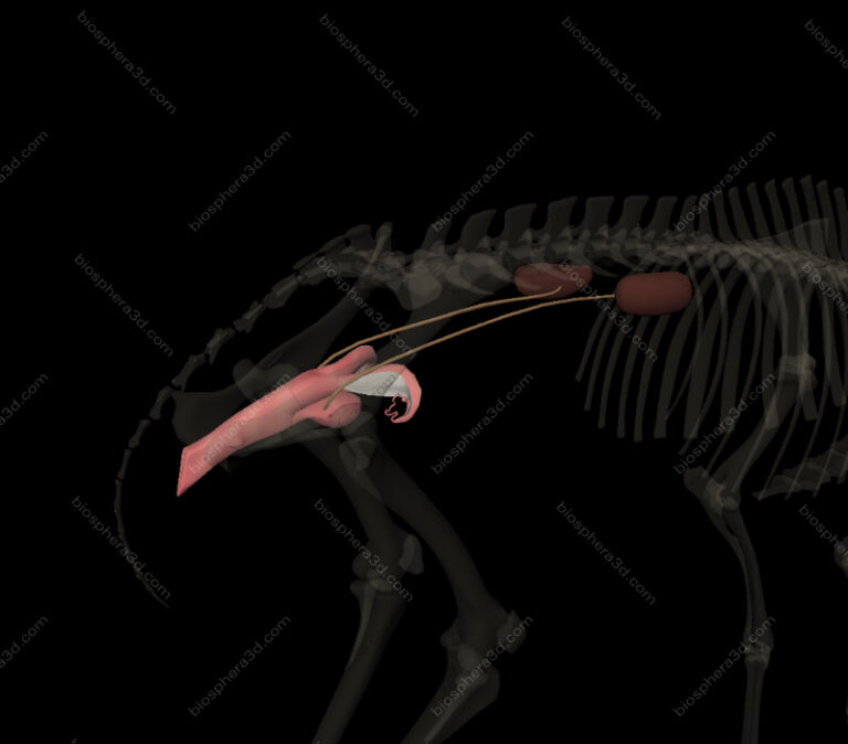 Galeria de imagens: Software Anatomia do Caprino 3D - Biosphera