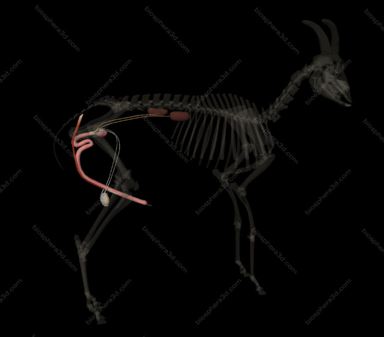 Galeria de imagens: Software Anatomia do Caprino 3D - Biosphera